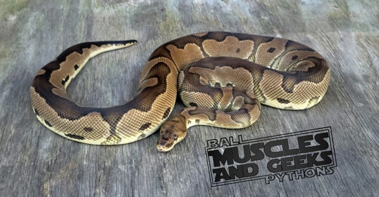 Clown Het Desert Ghost Ball Python by Muscles and Geeks Ball Pythons