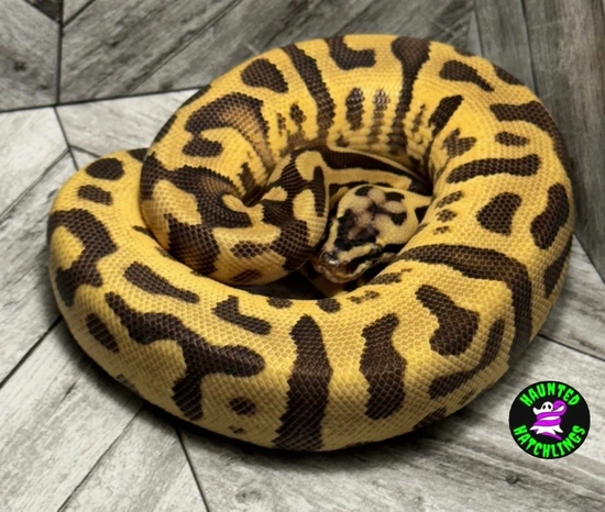 Pastel Enchi Leopard YB Ball Python by Haunted Hatchlings