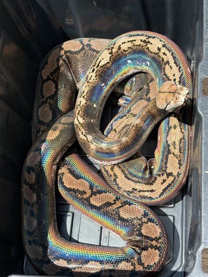 Motley 66% Pos Het Snow 25% Kalatoa 25% Jamp Reticulated Python by A&D ...