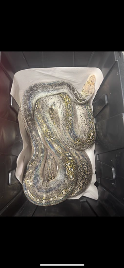 Proven Pied Het Albino Reticulated Python by A&D Retics