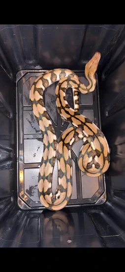 Tiger DH Mocha/anery Reticulated Python by A&D Retics