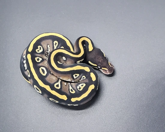 BH Mystic YB Het Clown Ball Python by Hawkeye Reptiles