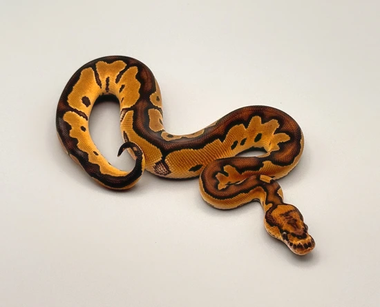 Red Stripe Clown Ball Python by SNS Reptiles, LLC