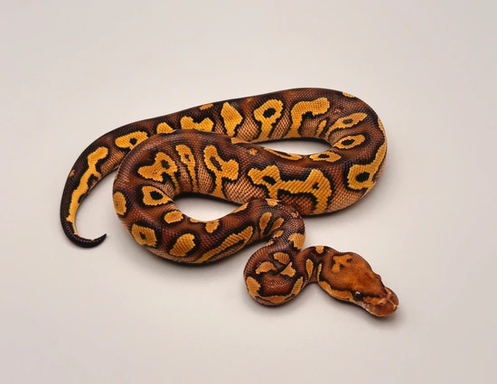 Mystic Red Stripe Yellow Belly Clown Ball Python by SNS Reptiles, LLC