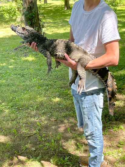 Adult Male Smooth Front Caiman Smooth-Fronted Caiman by Hayes Reptiles LLC
