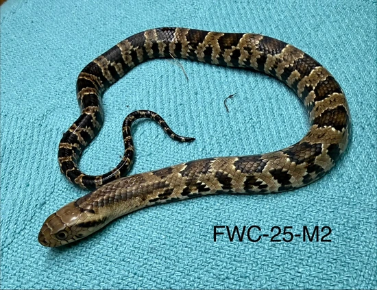 False Water Cobra by Adams Family Snakes