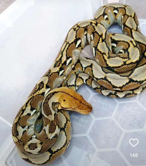 Pure Timor Island Locality Reticulated Python by Haze Retics & reptiles