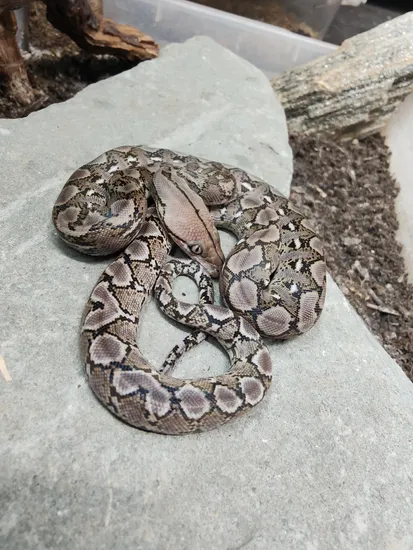 Anery Het Purple Snow 75% Superdwarf Reticulated Python by Haze Retics ...