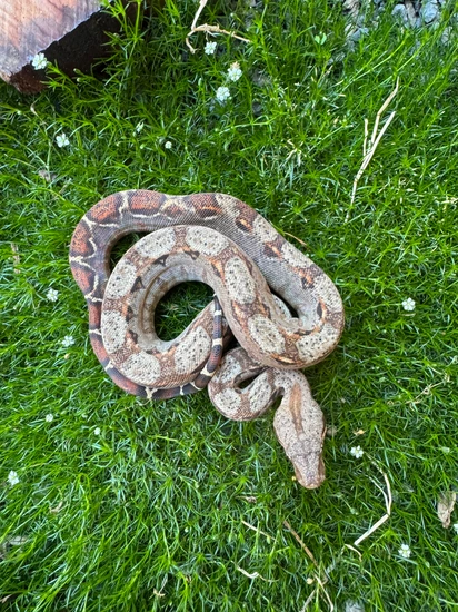Pure Costa Rican Booth T Boa Constrictor by High Definition Arboreal