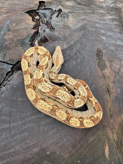 Pure Costa Rican Booth T Boa Constrictor by High Definition Arboreal