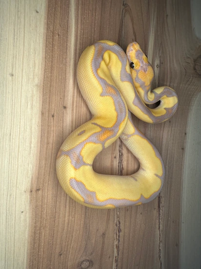 1.1 Banana Blade Black Pastel (OD) Clown Ball Python by HD Morphs