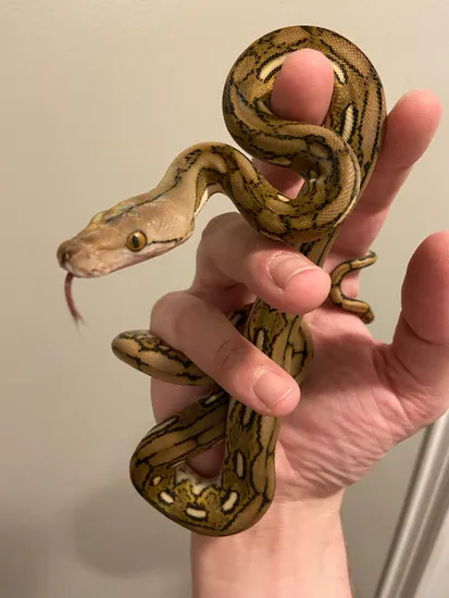 Celia - Tiger Het Snow Reticulated Python by Heartland Reptiles