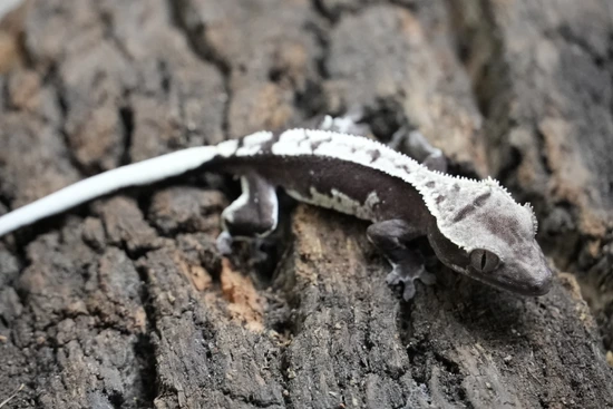 Axanthic Lilly White Crested Gecko by Luxor Reptiles