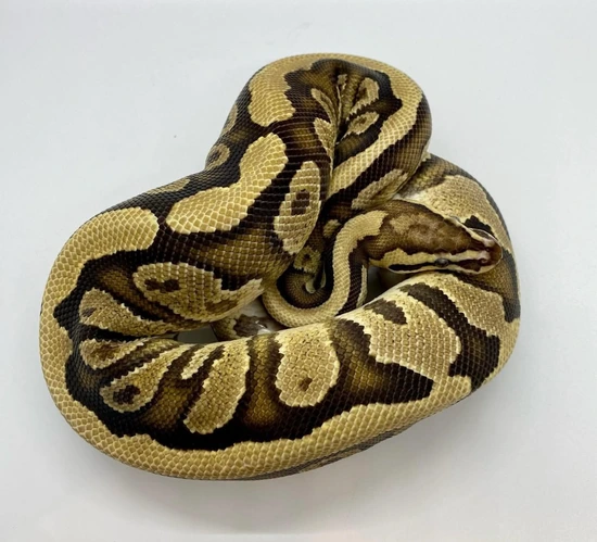 Disco Specter Harlequin Het Clown Ball Python by AK Reptiles