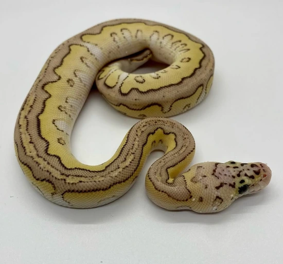 Pastel Lesser Keyhole Clown Ball Python by AK Reptiles