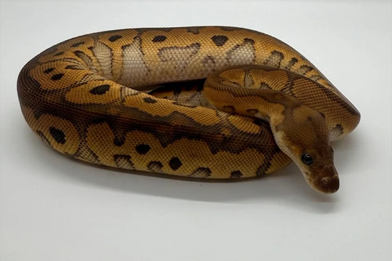 Black Pastel Red Stripe Clown Ball Python by AK Reptiles