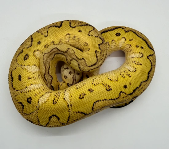 Pastel Mosaic (Special) Clown 50% Het Hypo Ball Python by AK Reptiles