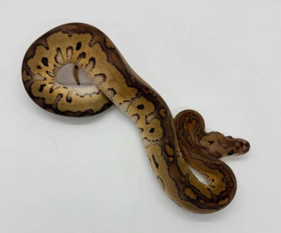 Black Pastel Red Stripe Spotnose Clown Ball Python by AK Reptiles