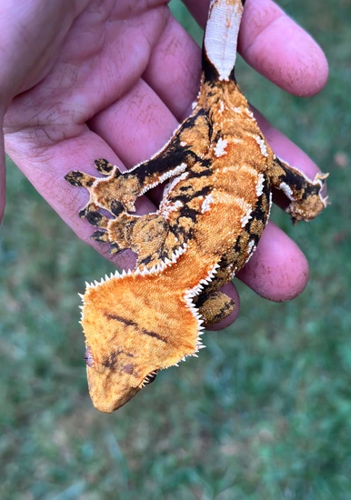 Tricolor Origami Female Crested Gecko by Heirloom Geckos