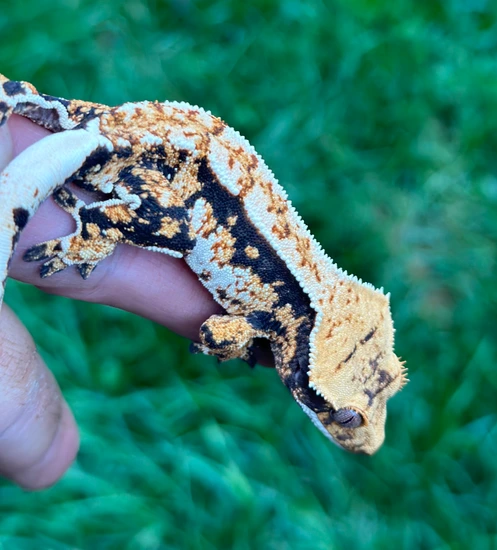Male Tricolor Origami Offspring Crested Gecko by Heirloom Geckos