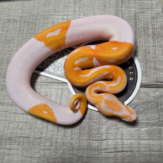 Dreamsicle Ball Python by Hella Balls Royal Python Breeder