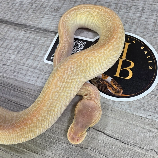 Crystal Monsoon Poss Banana Ball Python by Hella Balls Royal Python Breeder