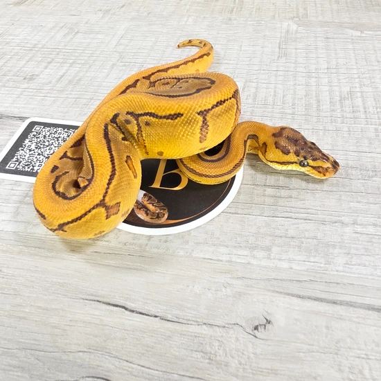 YB Enchi Pinstripe 50% Het Sunset Clown Pied Ball Python by Hella Balls ...