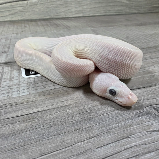 BEL Blue Eyed Lucy Leucistic Ball Python by Hella Balls Royal Python ...