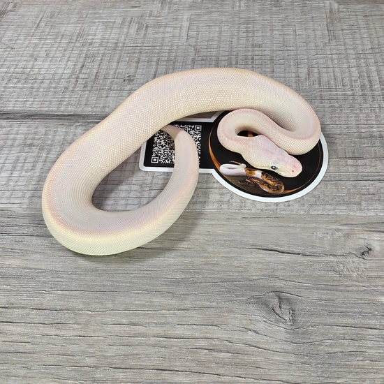 BEL Blue Eyed Lucy Leucistic Ball Python by Hella Balls Royal Python ...