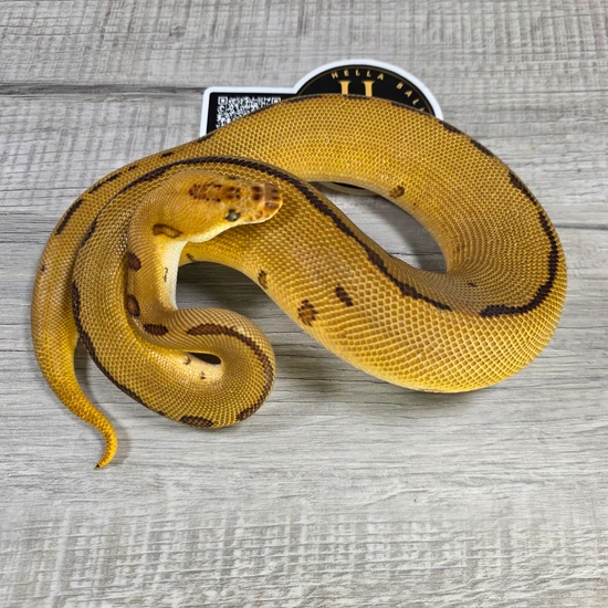 Enchi Leopard Clown Het Sunset Ball Python by Hella Balls Royal Python ...