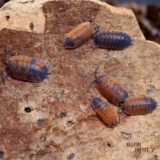 X10 Porcellio Scaber Lava Isopod by Reptiform