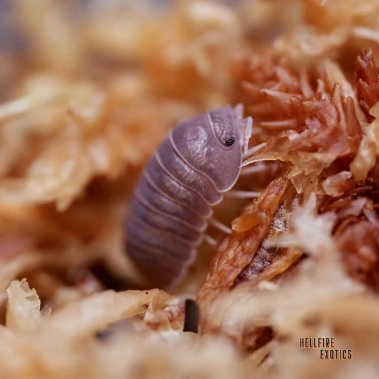 X10 Cubaris Crystal Clear Isopod by Reptiform