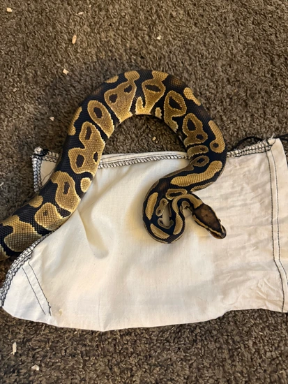 7 Gravel Ball Python by Bed rock pythons