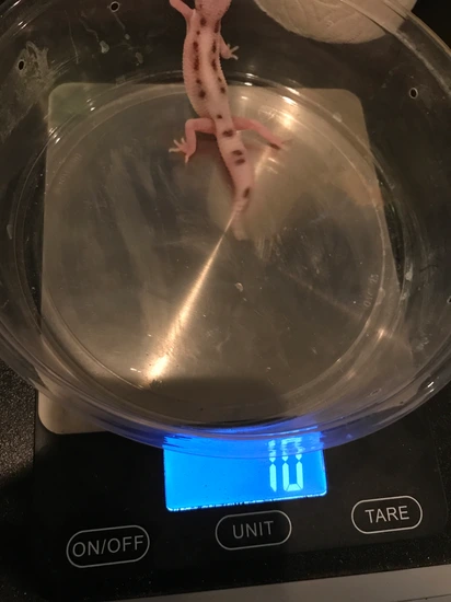Super Mack Snow Eclipse Tremper Leopard Gecko by The Great Gecko Experience