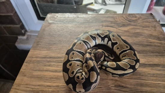 Dh Sunset Clown Ball Python by Parsleys ball pythons