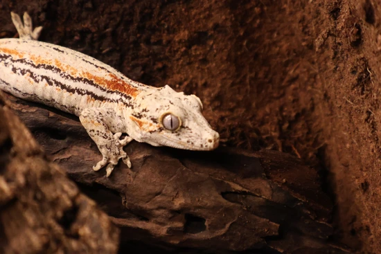Orange Aberrant Stripe -great Color Gargoyle Gecko by Texas Herp Haus