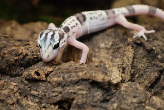 Iranian Leopard Gecko (Eublepharis Angramainyu) More Gecko by Texas ...