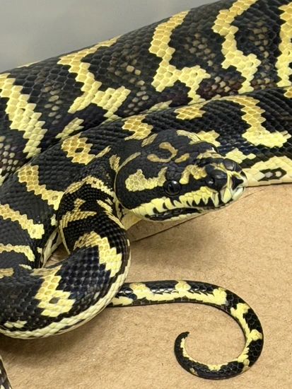 Jungle Carpet Python by Herphobbyist