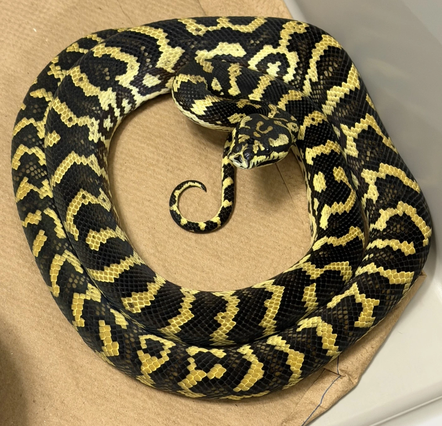 Jungle Carpet Python by Herphobbyist