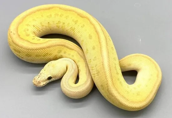 Pastel Butter Leopard Clown Ball Python by Herps Etc Reptiles