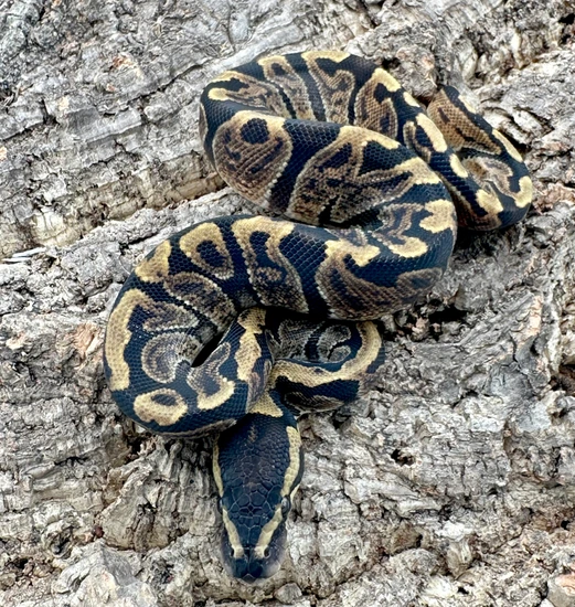 Ghi %100 Het Sunset Ball Python by Herps Etc Reptiles