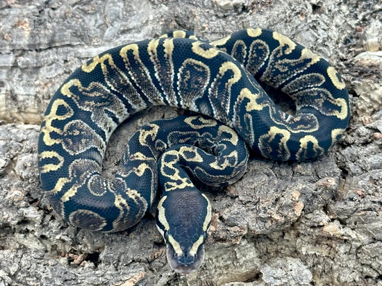Ghi %100 Het Sunset Ball Python by Herps Etc Reptiles