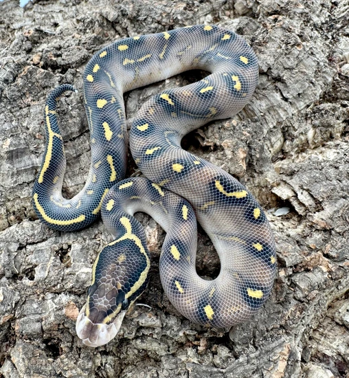Freeway Super Ghi Leopard Enchi Fire Ball Python by Herps Etc Reptiles