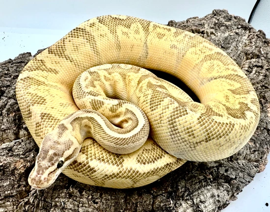 Sunset Firefly Enchi %100 Het Hypo (Ghost) Ball Python by Herps Etc ...