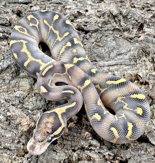 Freeway Super Ghi Leopard Enchi Ball Python by Herps Etc Reptiles