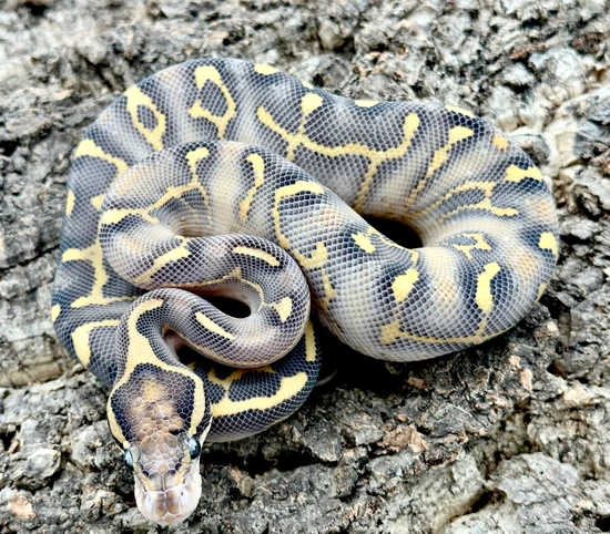 Freeway Super Ghi Leopard Enchi Ball Python by Herps Etc Reptiles