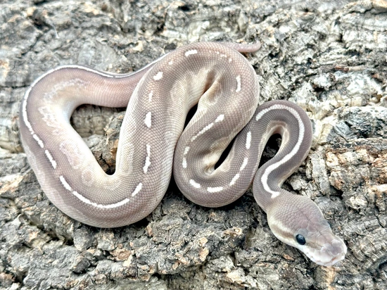 Sunset Cinnamon Lesser Ball Python by Herps Etc Reptiles