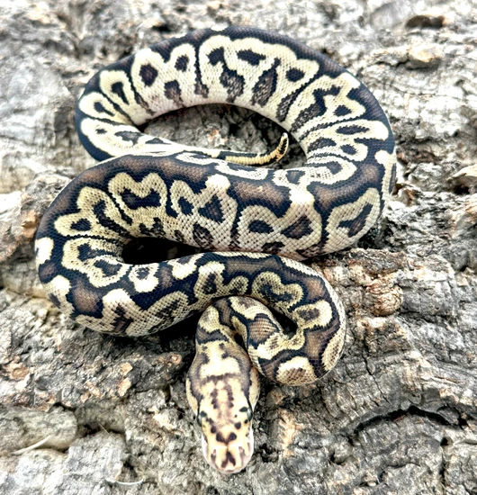 Clown Ghi Spotnose Vanilla Ball Python by Herps Etc Reptiles