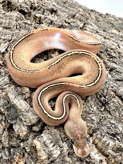 Bongo Black Pastel Orange Dream Enchi Yb Poss Fire %100 Het Clown Ball ...