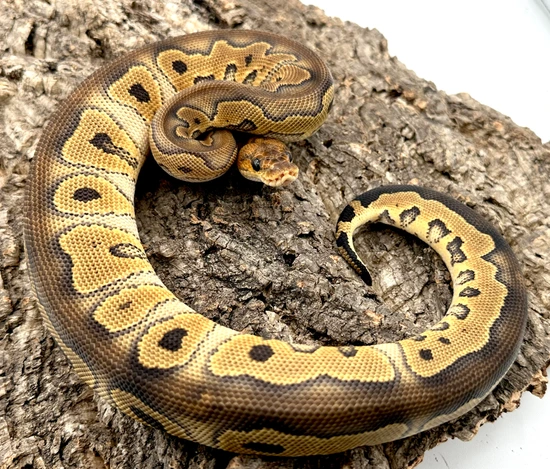 Clown Wookie Ball Python by Herps Etc Reptiles